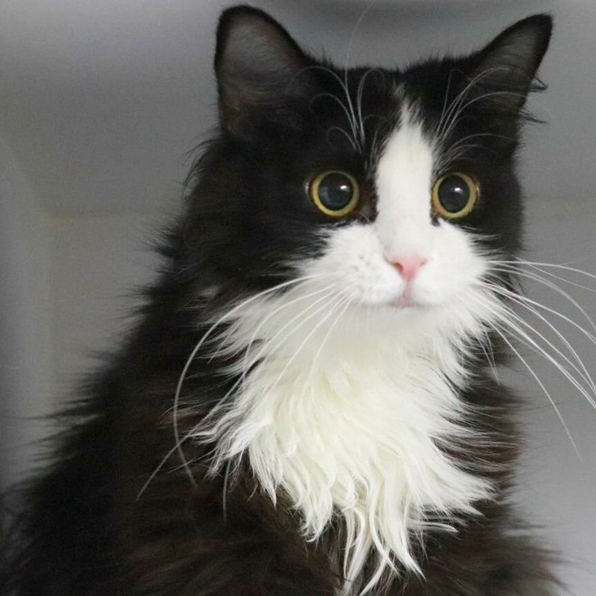 Взрослый кот в добрые руки