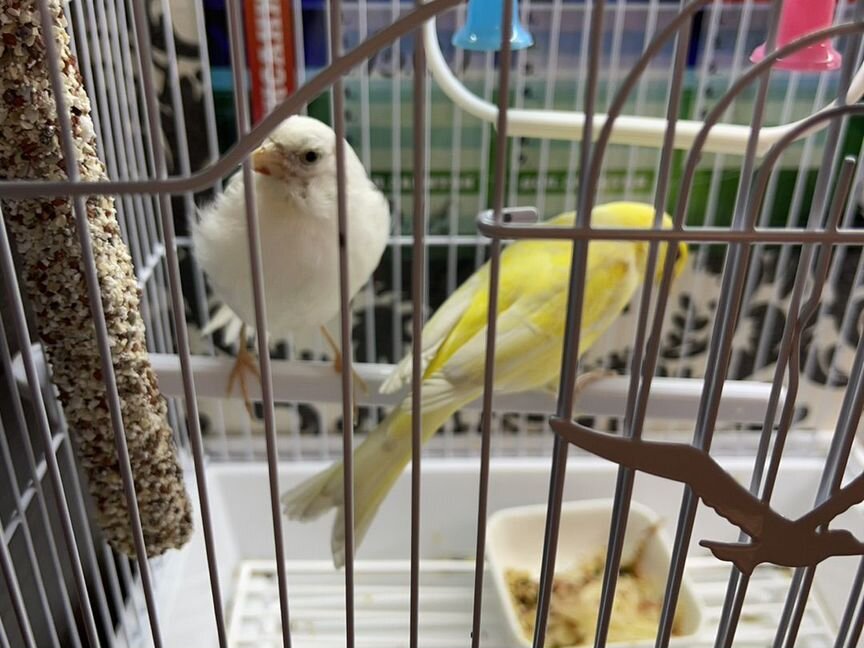 Кенара и канарейки