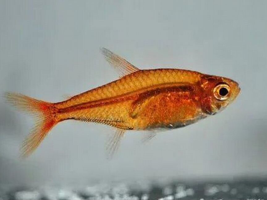 Аквариумные рыбки Тетра Аманда