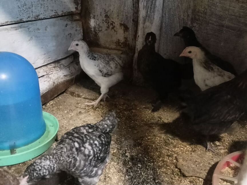 Продам цыплят от домашних несушек