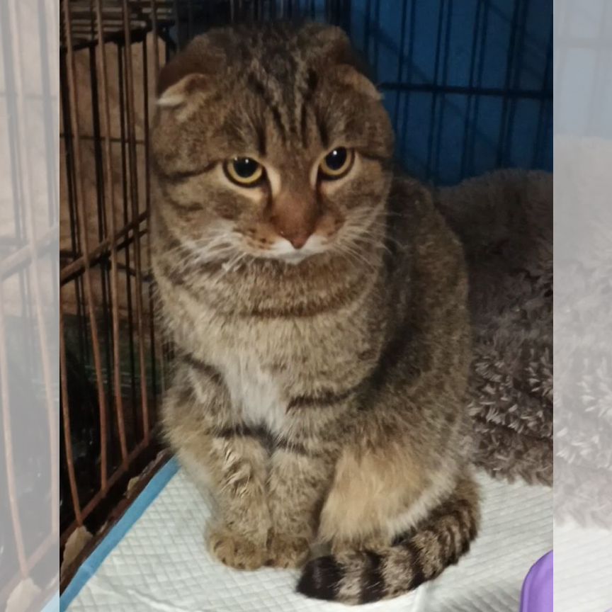 Шотландский вислоухий короткошёрстный, взрослый кот