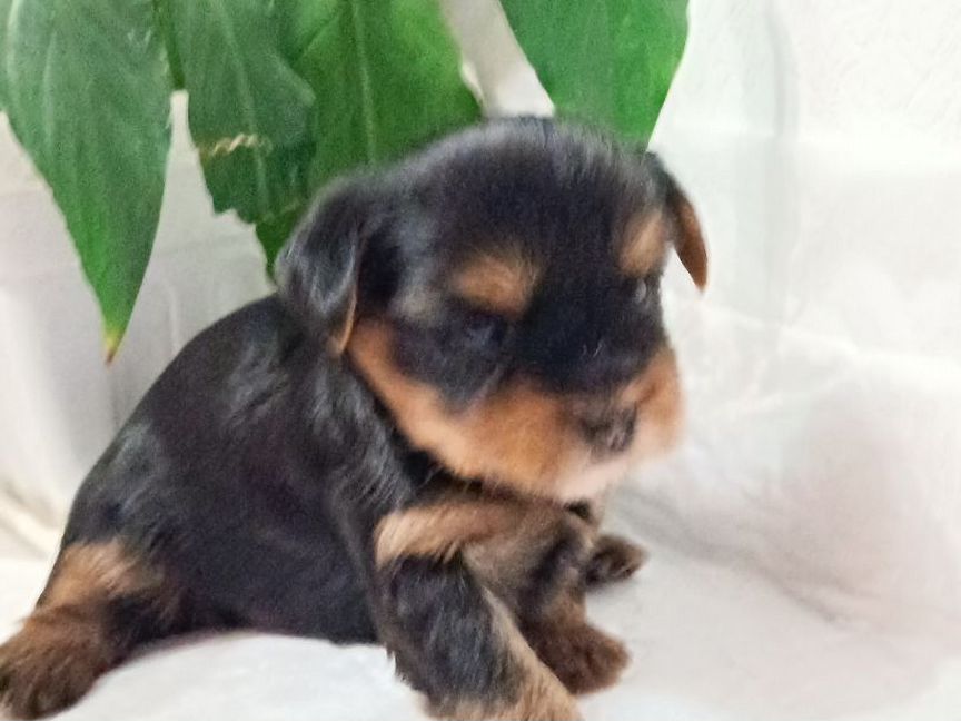 Йоркширский терьер