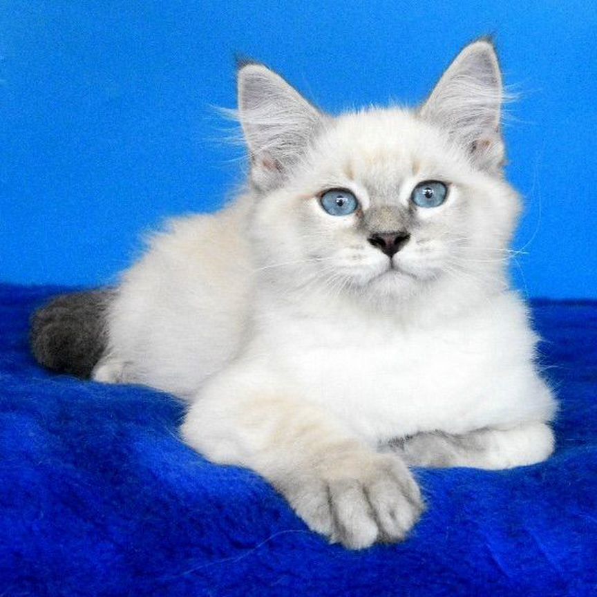 Невский маскарадный котёнок