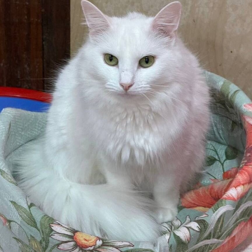 Взрослая, кошка в добрые руки
