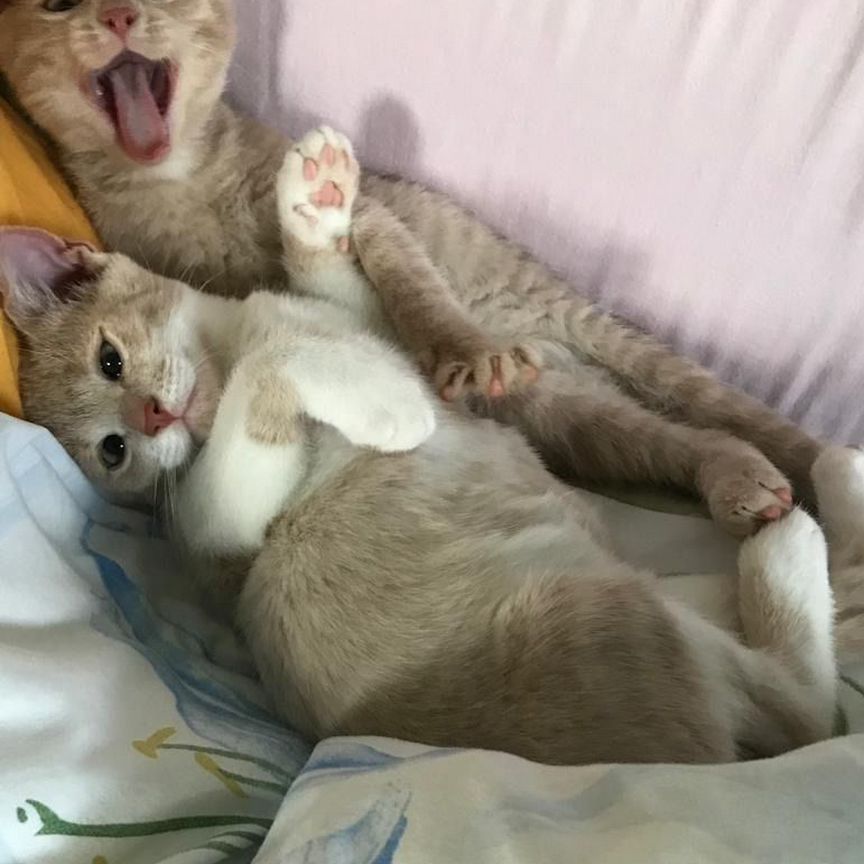 Котята в добрые руки бесплатно москва, мо