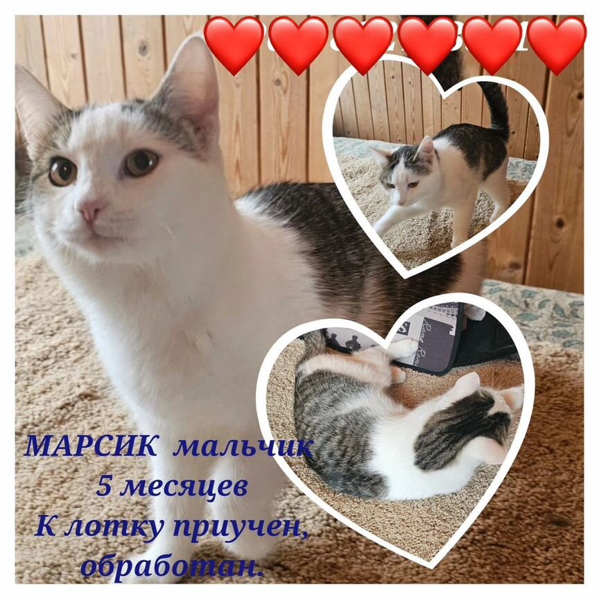 Ласковый котенок Марсик