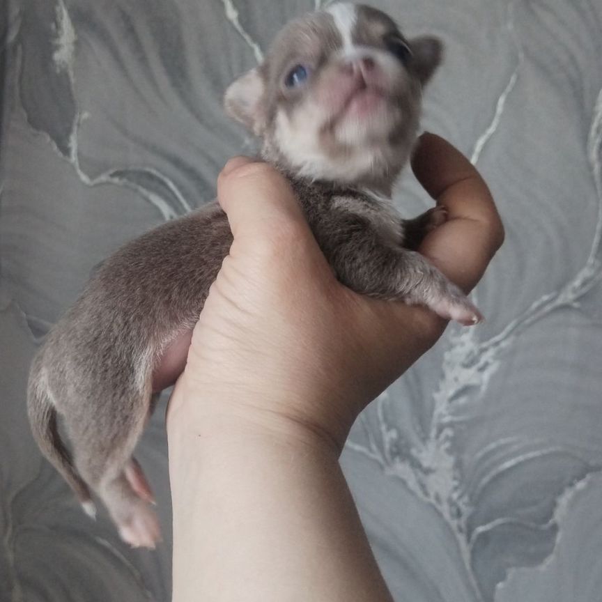 Чихуахуа, щенок