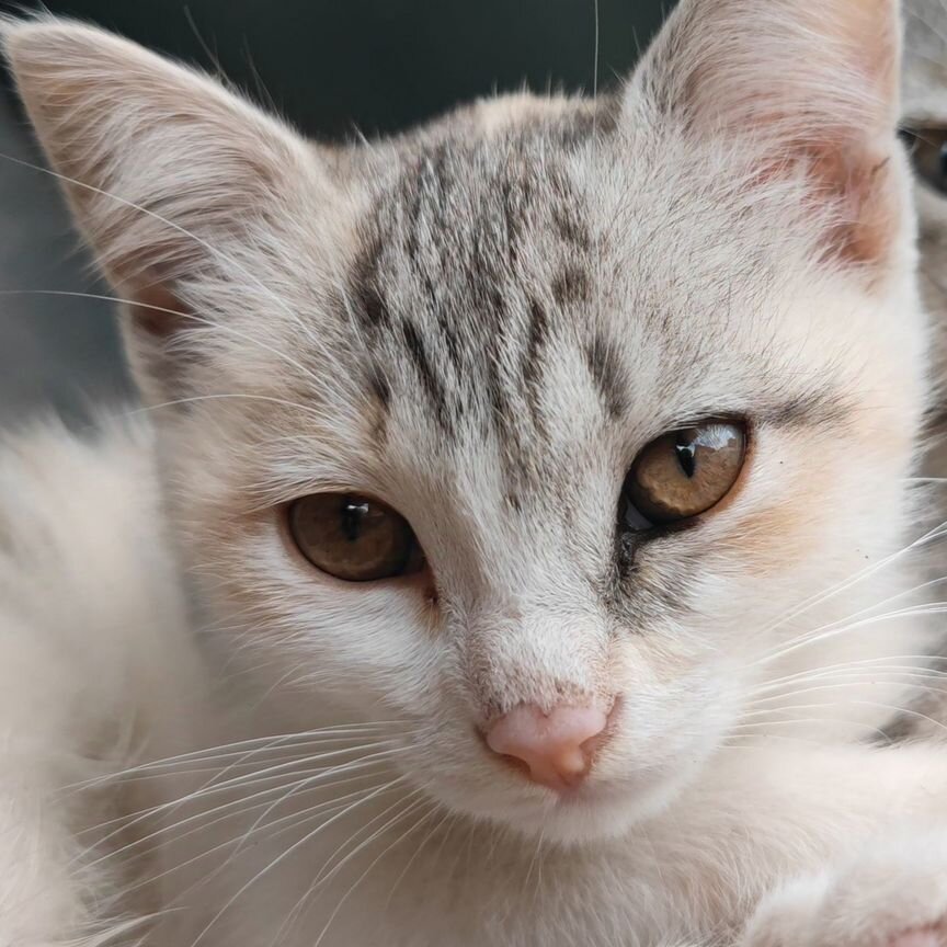 Котейка котёнок котейка котёнок котейка котёнок
