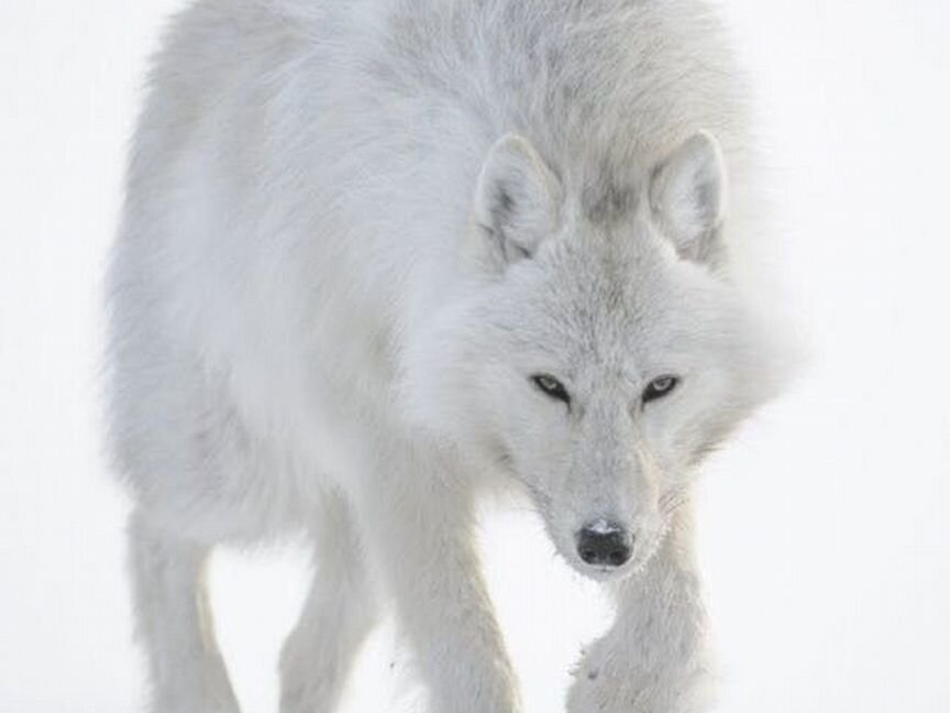 Арктический волэнд