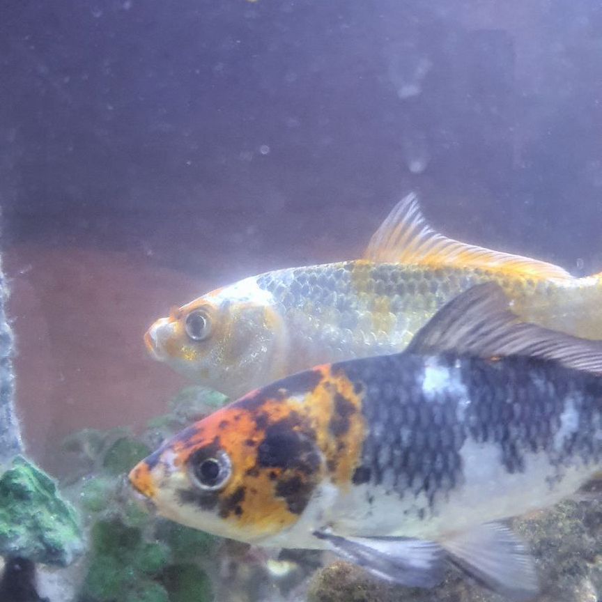 Карты кои бесплатно