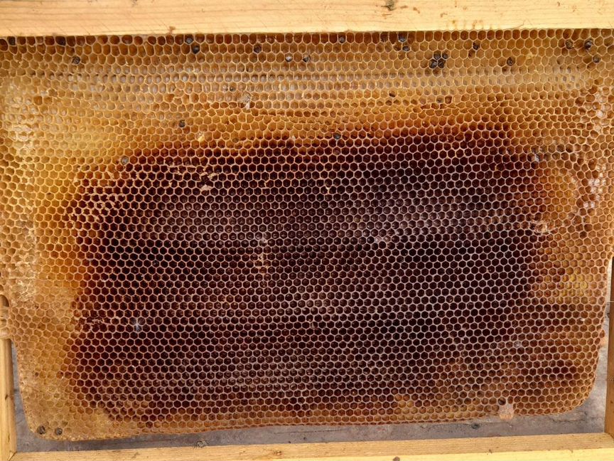 Рамка сушь для пчел