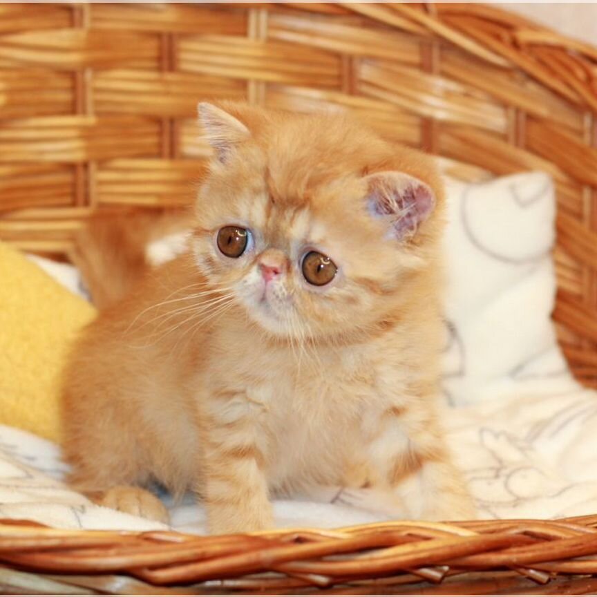 Экзотический короткошёрстный котёнок