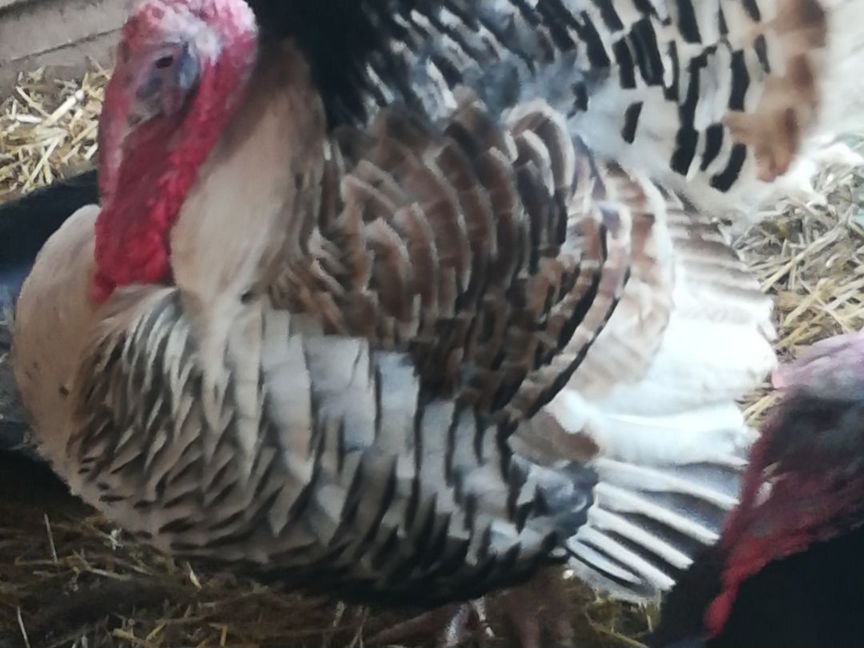 Котята и петухи