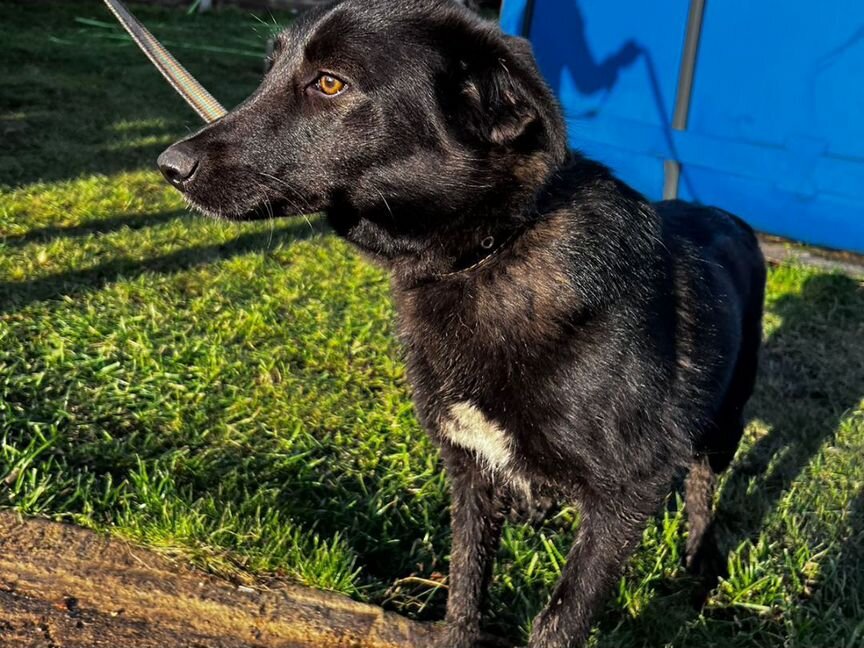 Собака в добрые руки