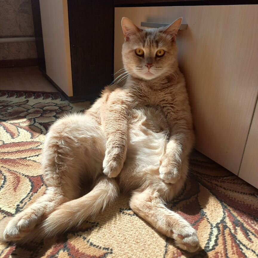 Молодой кот