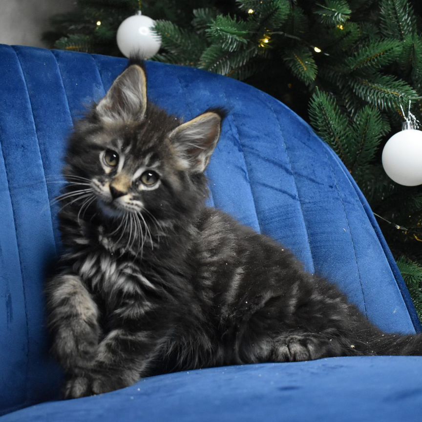 Мейн-кун котёнок