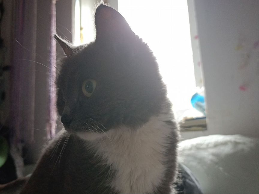 Кошка