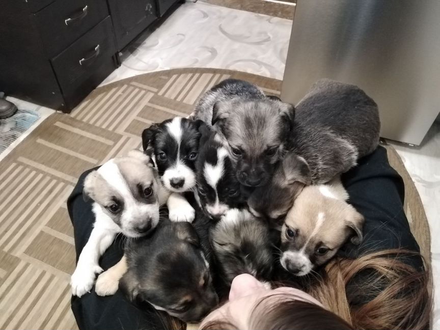 Раздаю щенят