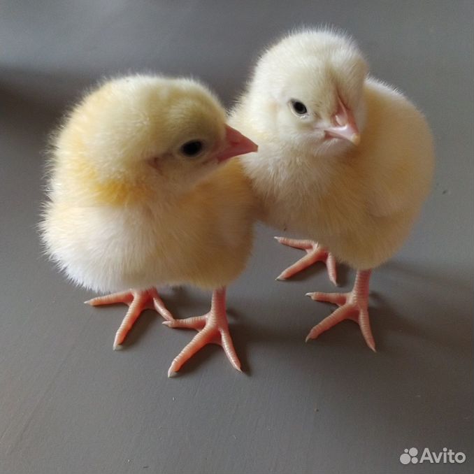 Бройлер цыплята