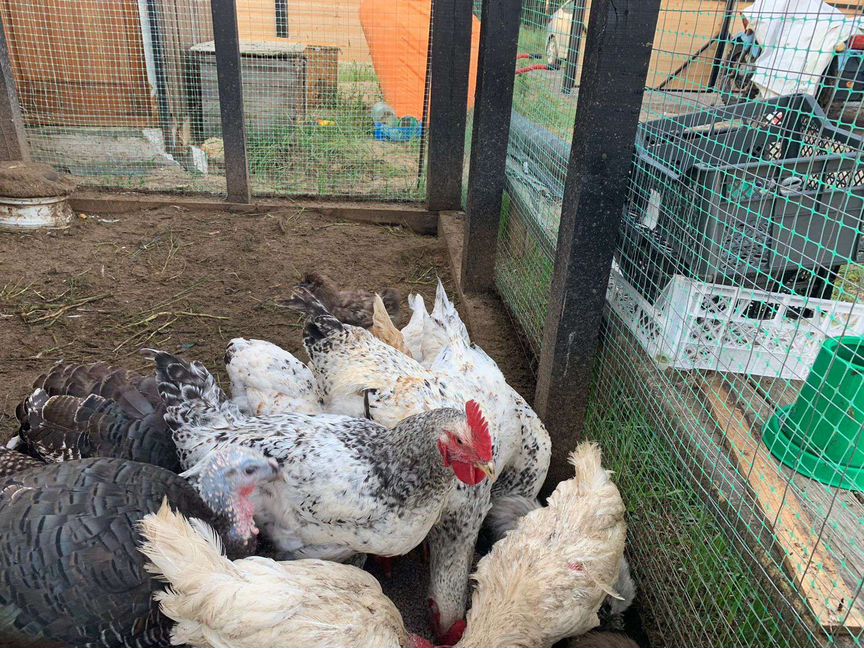 Молодые петухи