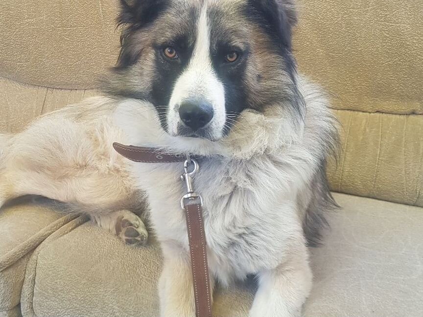 Помесь кавказец и алабай в добрые руки