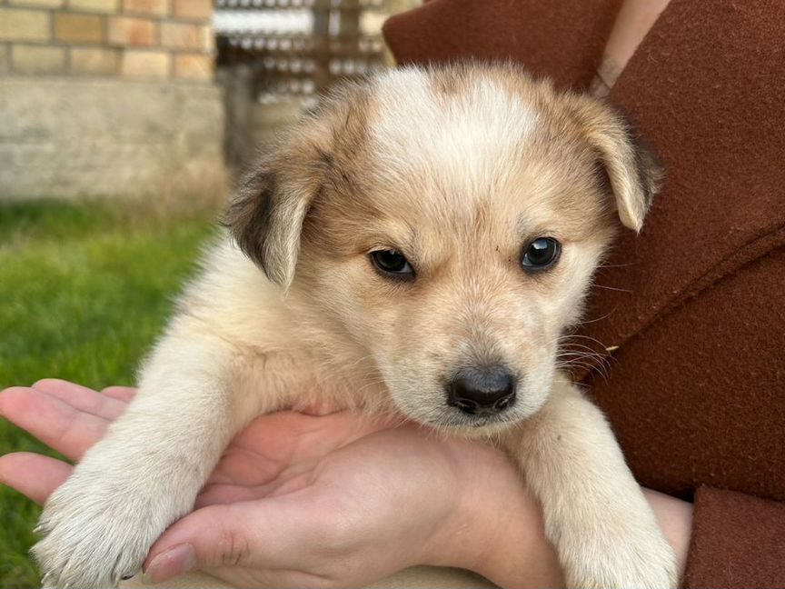 Щеночки в добрые руки