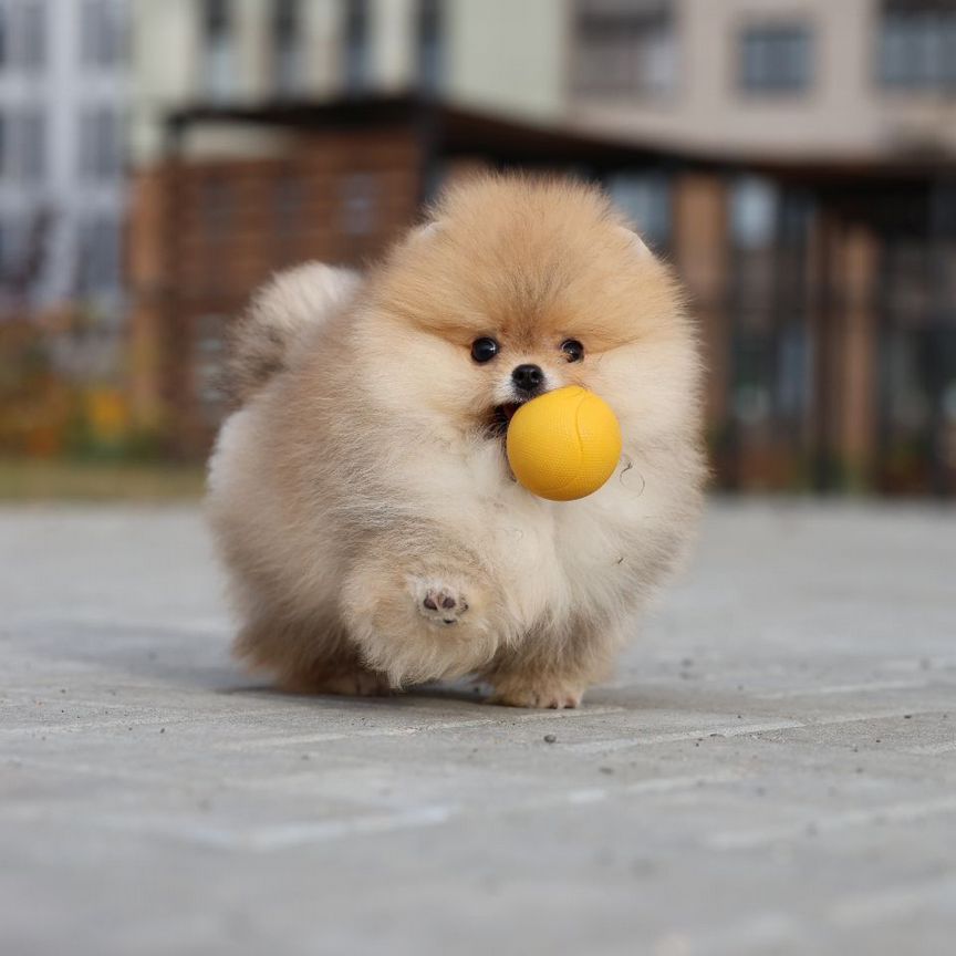 Крутой пупс