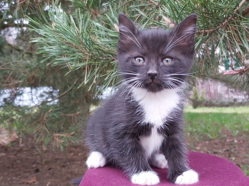 Котенок девочка 1,3 мес