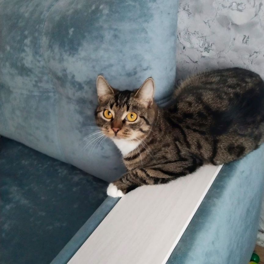 Котенок в добрые руки