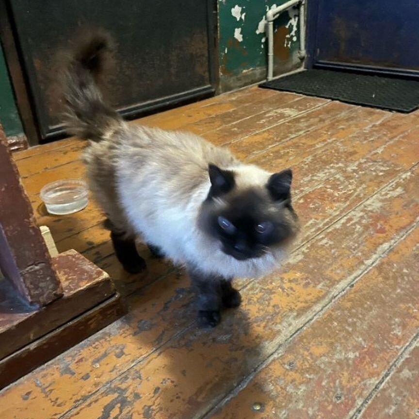 Найдена кошка. Очень ласковая. Тянется к людям