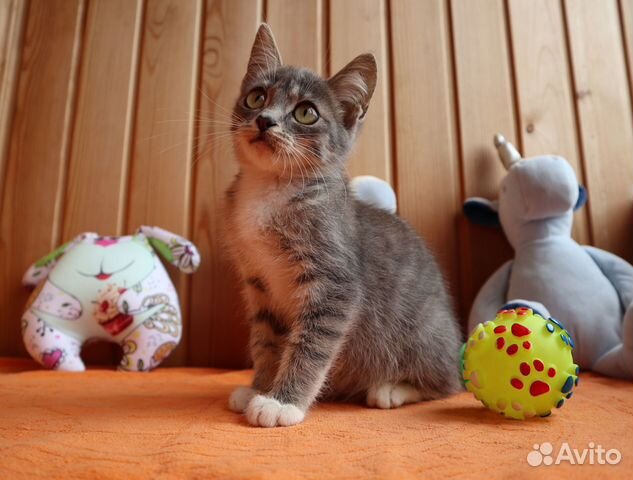 Кокос ищет дом