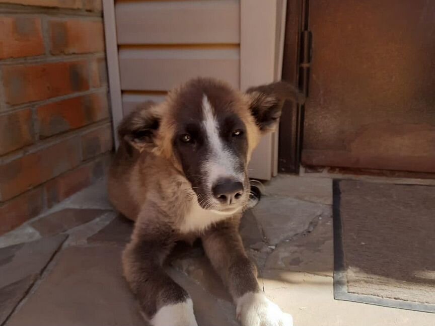 Маленькая собака