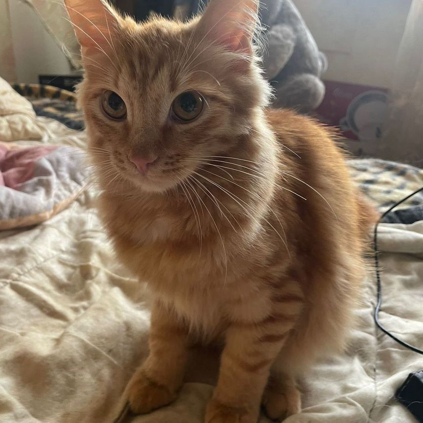 Котенок, Абессинская кошка в добрые руки