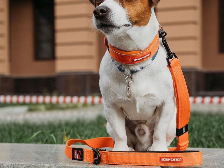 Комплект ошейник и поводок фирмы “EZY Dog”