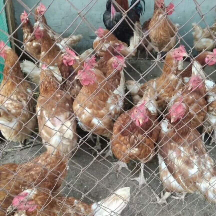 Куры несушки