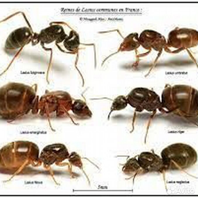 Мураши, муравьи lasius niger (здоровые и активные)