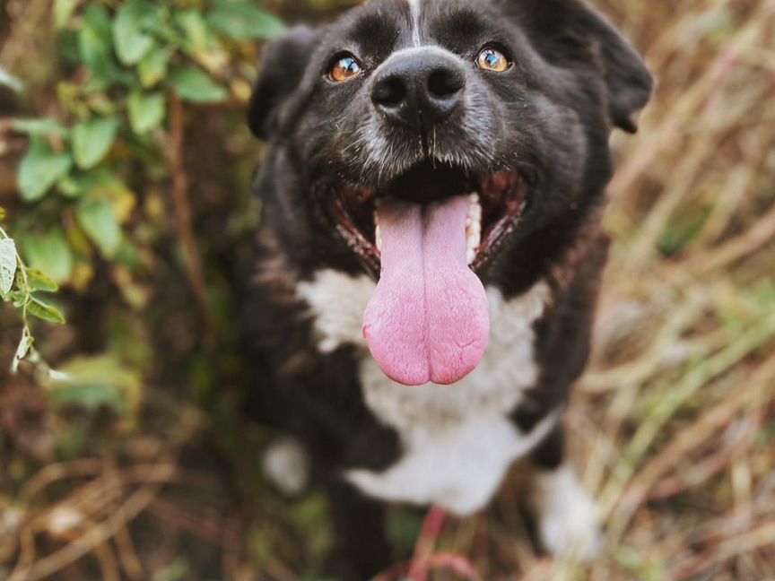 Плюша в добрые руки