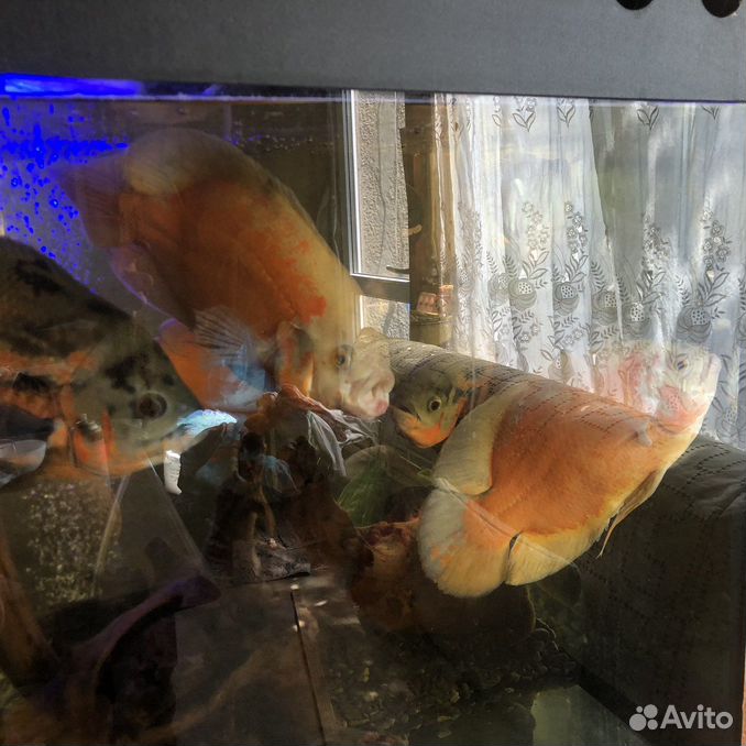 Астронотусы и Каламоихты