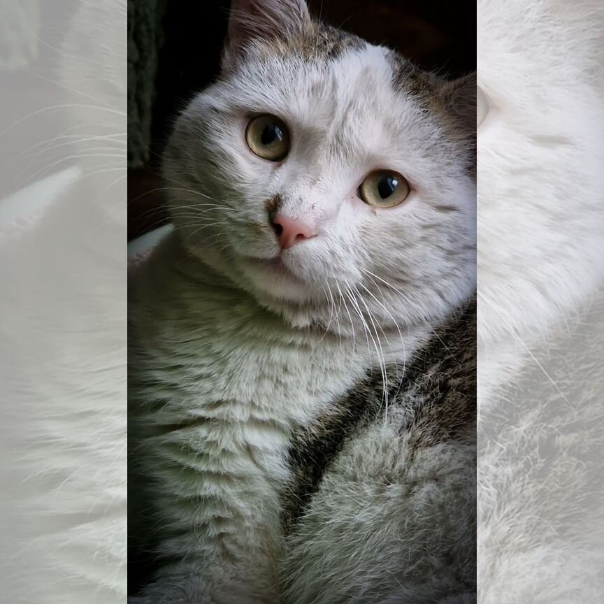 Взрослый кот в добрые руки