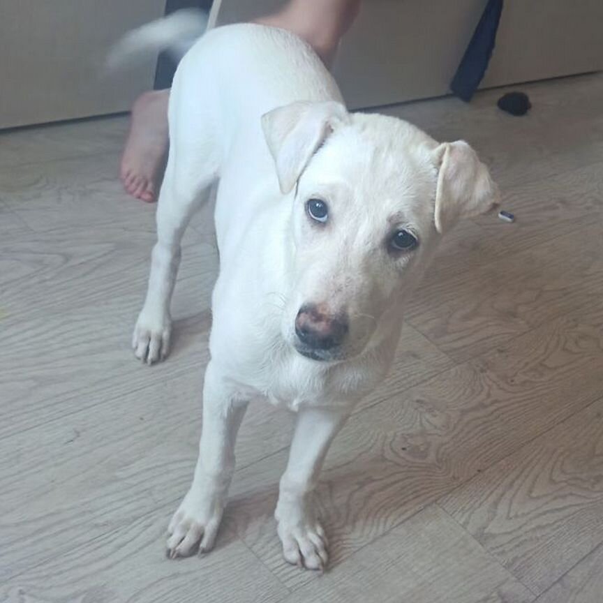 Лабрадор-ретривер, щенок