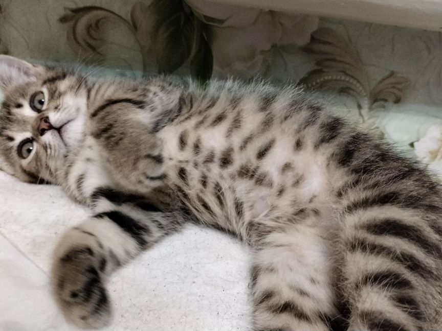 Отдам котят (вместе или отдельно)