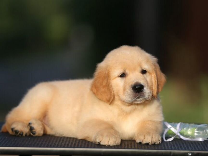 Щенки. Бронирование.Золот.ретривер