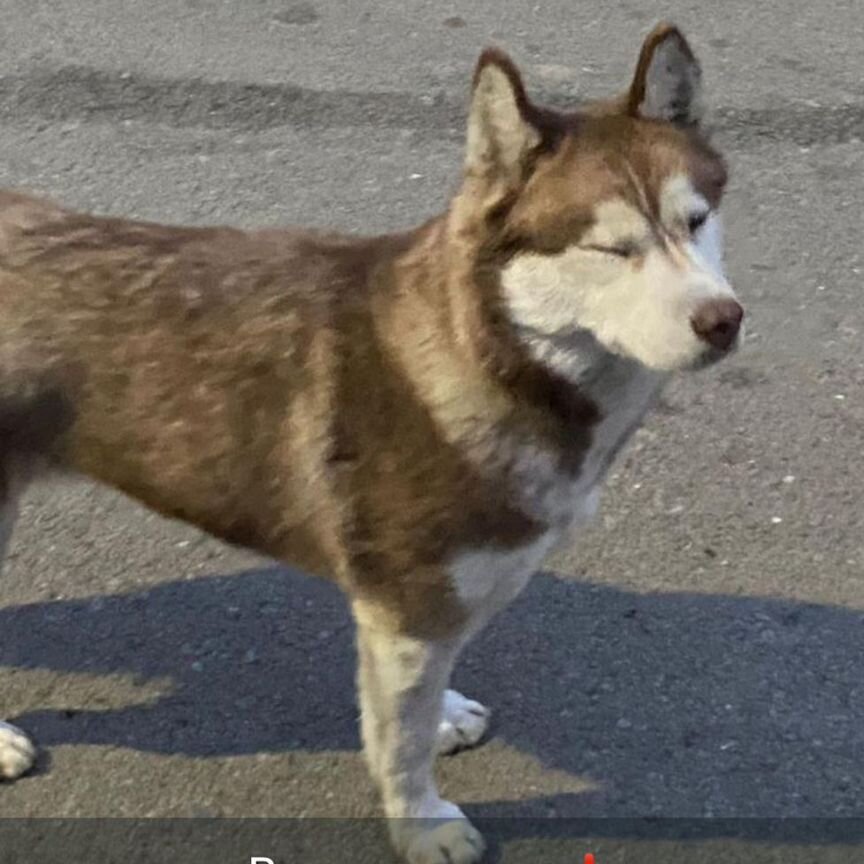 Сибирский хаски