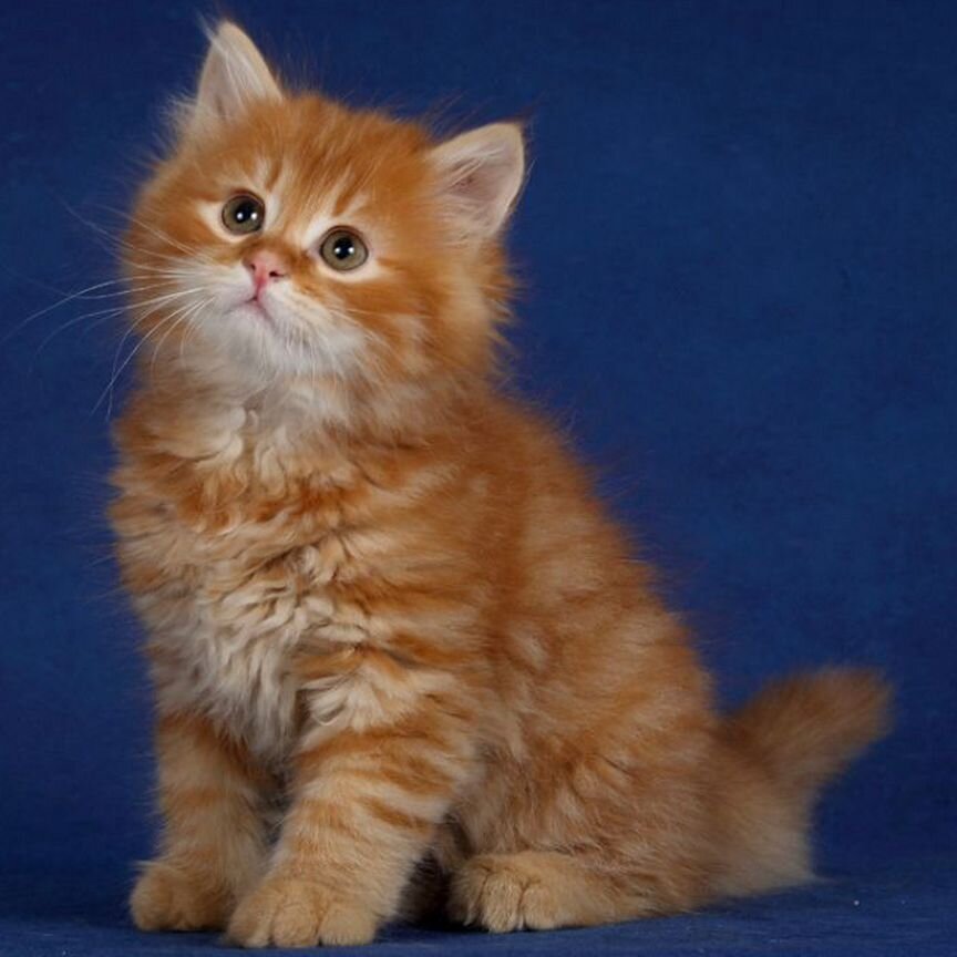 Сибирский котенок рыжий питомник