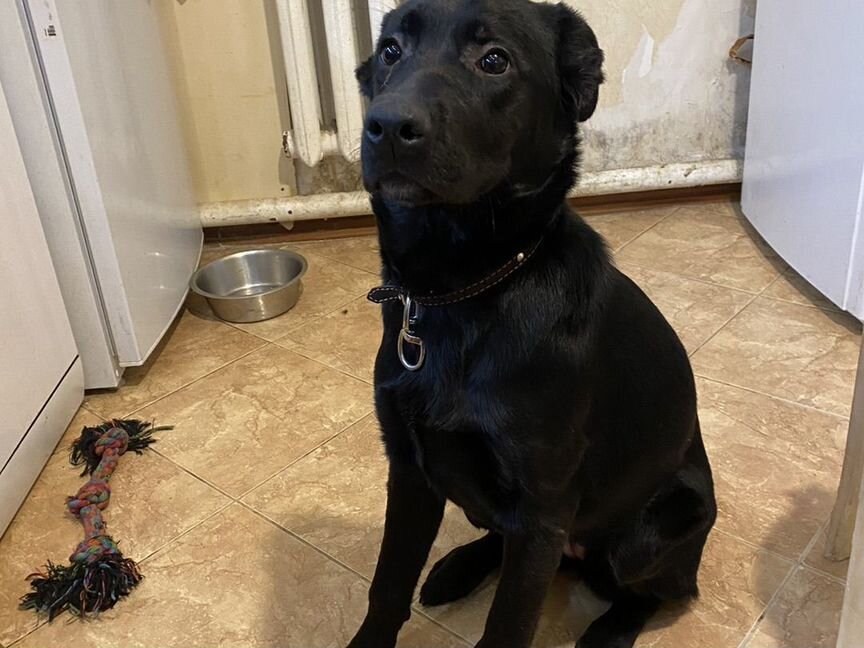 Метис Лабрадора стерилизована