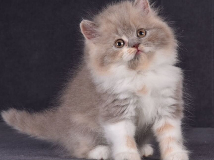 Британская очаровашка