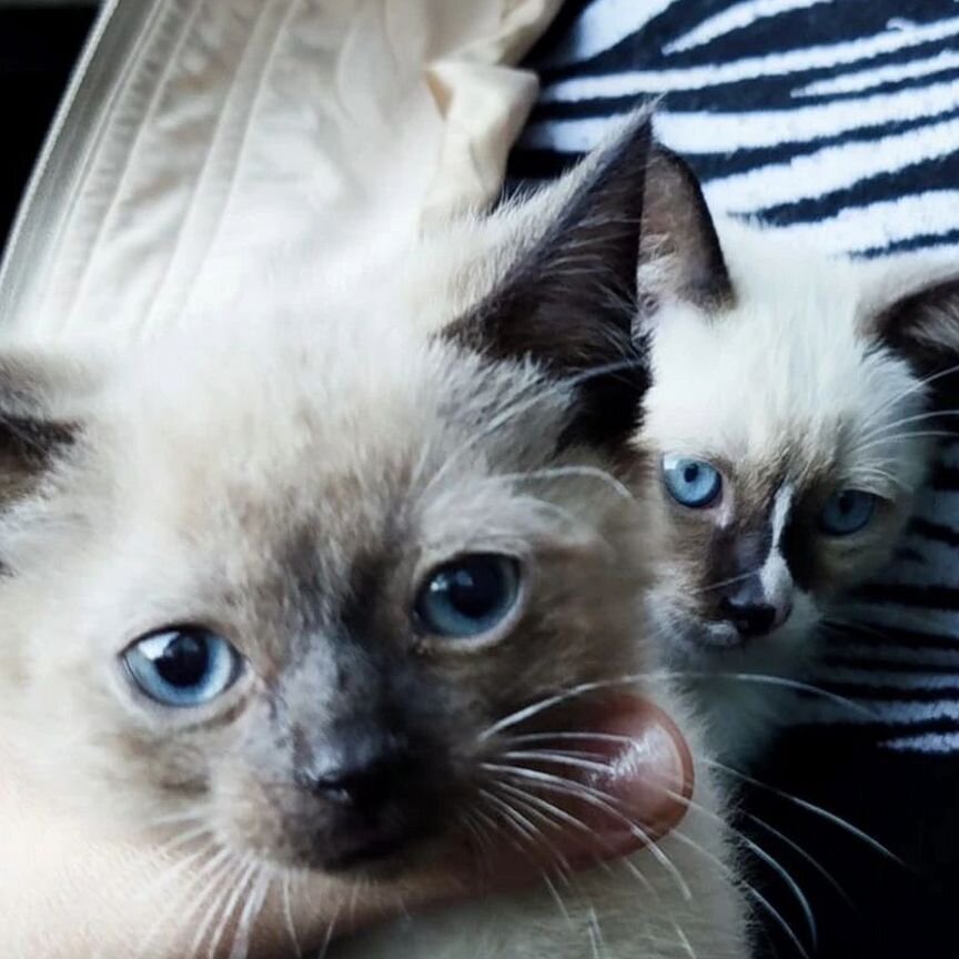 Сиамский котёнок