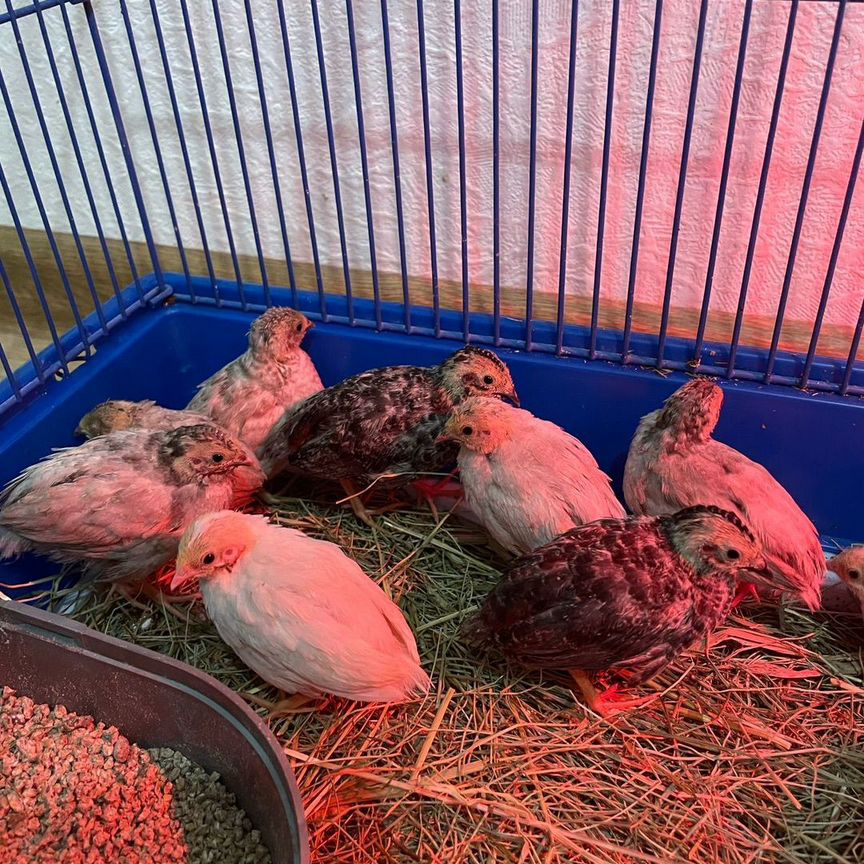 Китайский расписной перепел