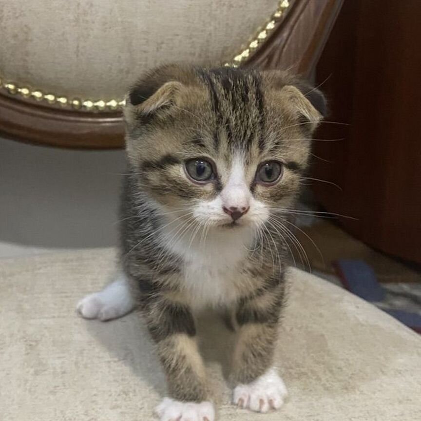Шотландский вислоухий короткошёрстный котёнок