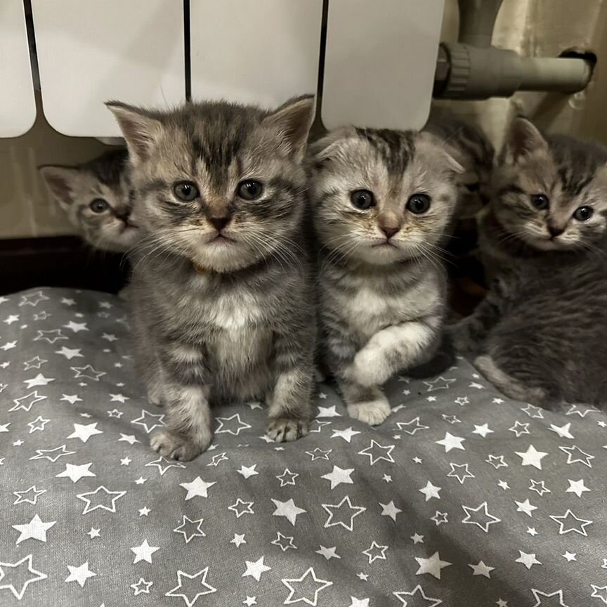 Шотландские котята